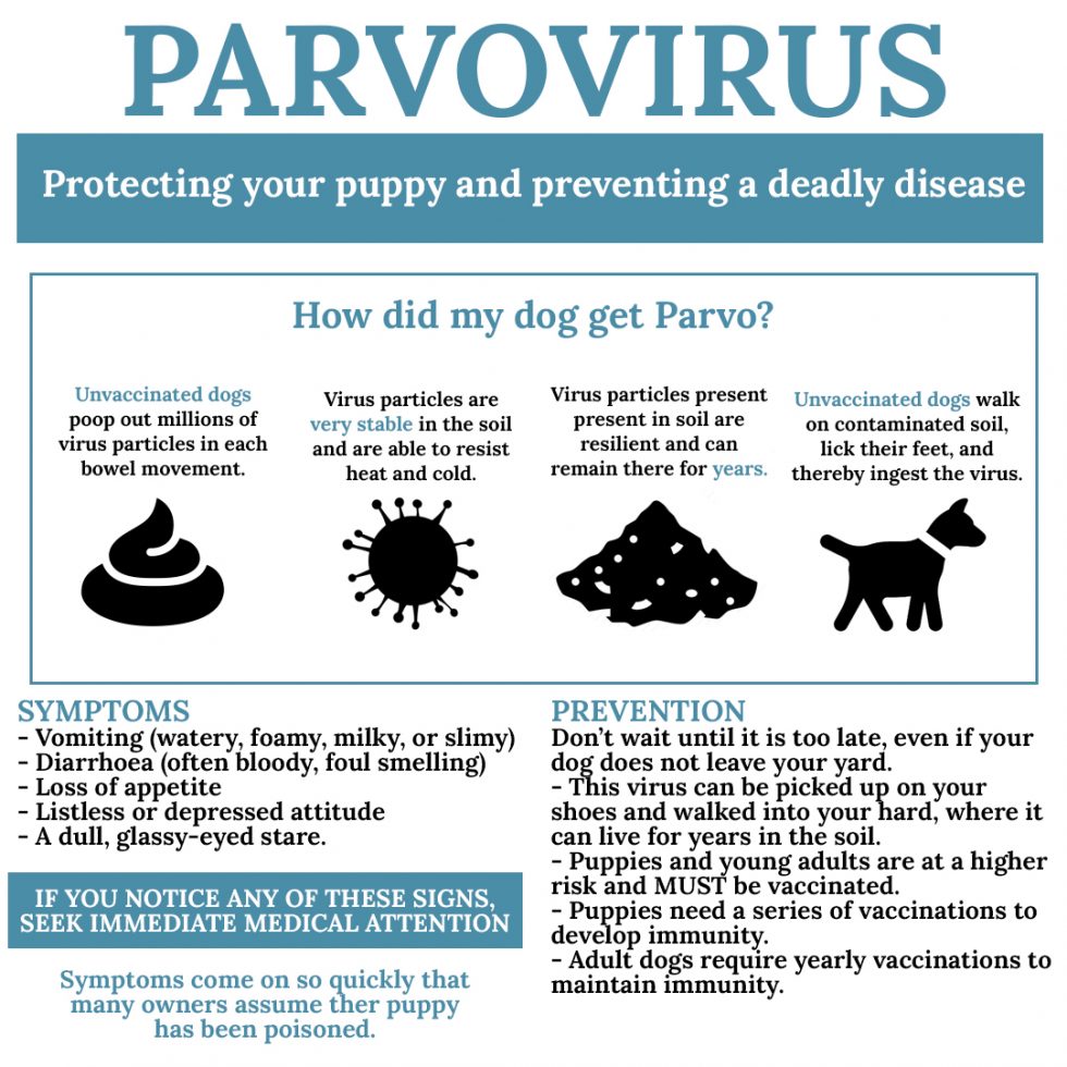 Parvovirus - Hennie Alberts Veterinary Clinic